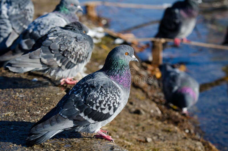 Piccioni fotografia stock. Immagine di selvaggio, acqua - 82406642