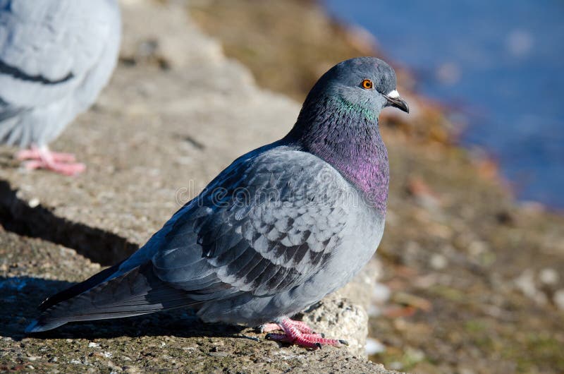 Piccioni fotografia stock. Immagine di colomba, piuma - 82411836