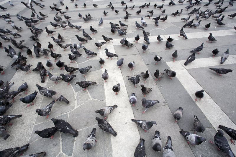 Piccioni a Piazza Del Duomo Fotografia Stock - Immagine di quadrato ...