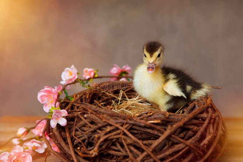 Piccola Anatra Del Bambino in Un Nido Immagine Stock - Immagine di ...
