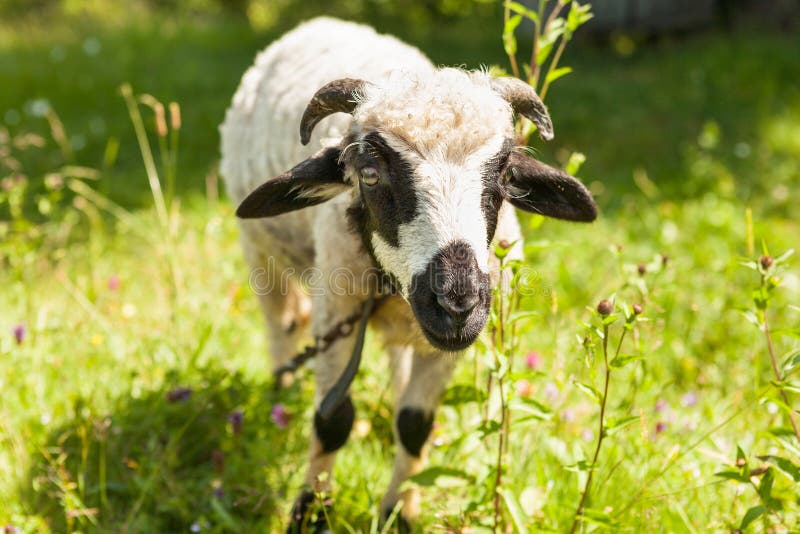 Capra Con Una Piccola Capra, Latte Alimentare Della Capra Di ...