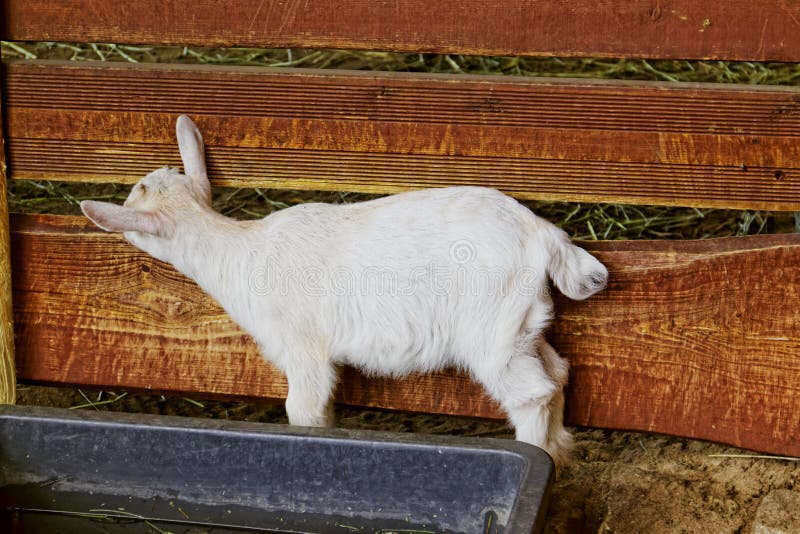 Piccolo Soggiorno Del Pesce Della Capra Sulla Pianta Acquatica in Carro ...