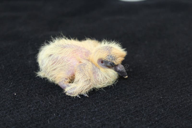 Colomba del pulcino immagine stock. Immagine di pace - 24982285