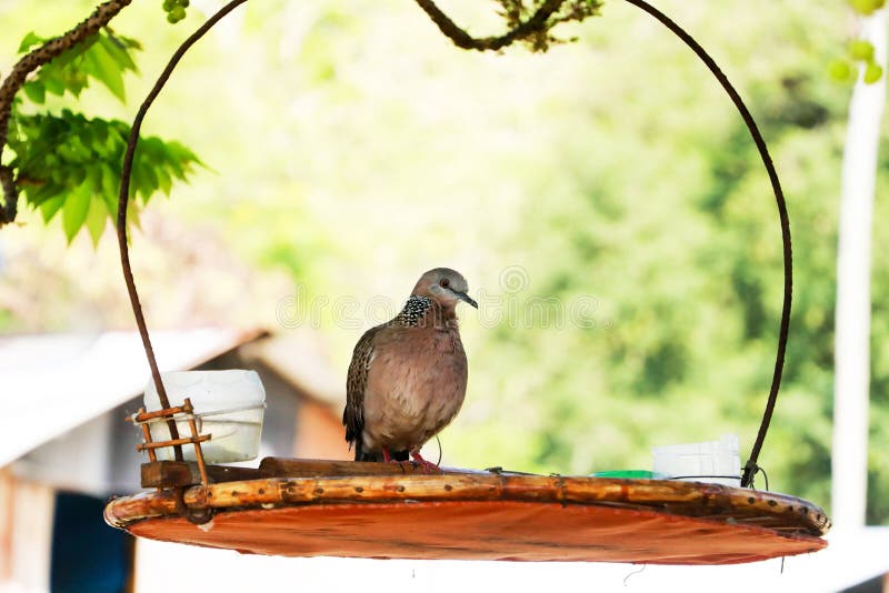 Piccola Colomba Della Zebra O Dell'uccello, Immagine Stock - Immagine ...