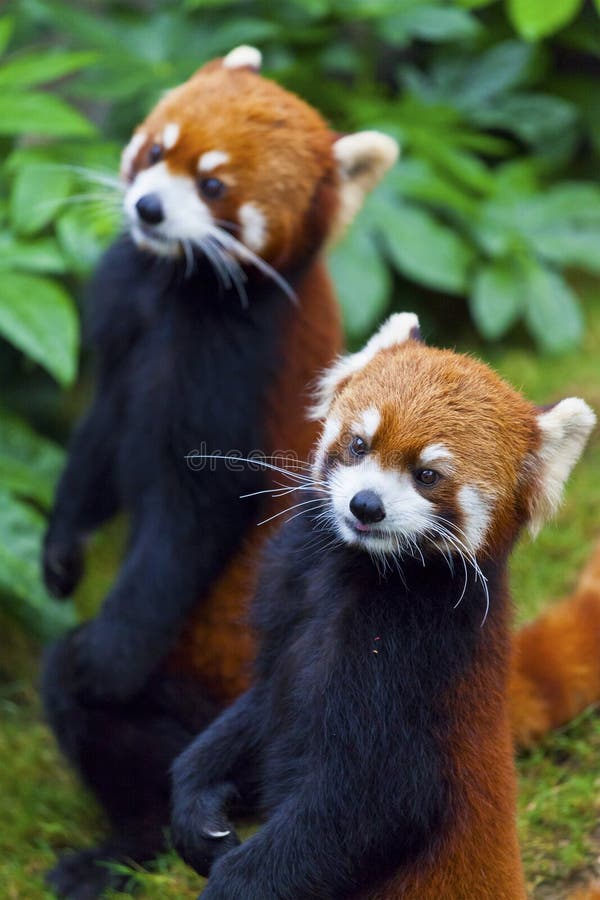 Piccola Condizione Del Panda Rosso Fotografia Stock - Immagine di ...