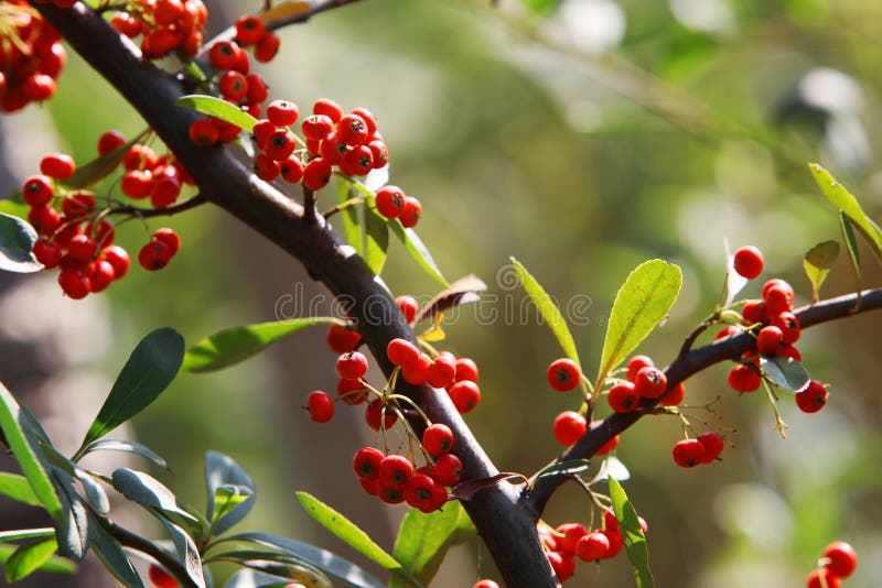 Piccola frutta rossa fotografia stock. Immagine di albero - 11663748
