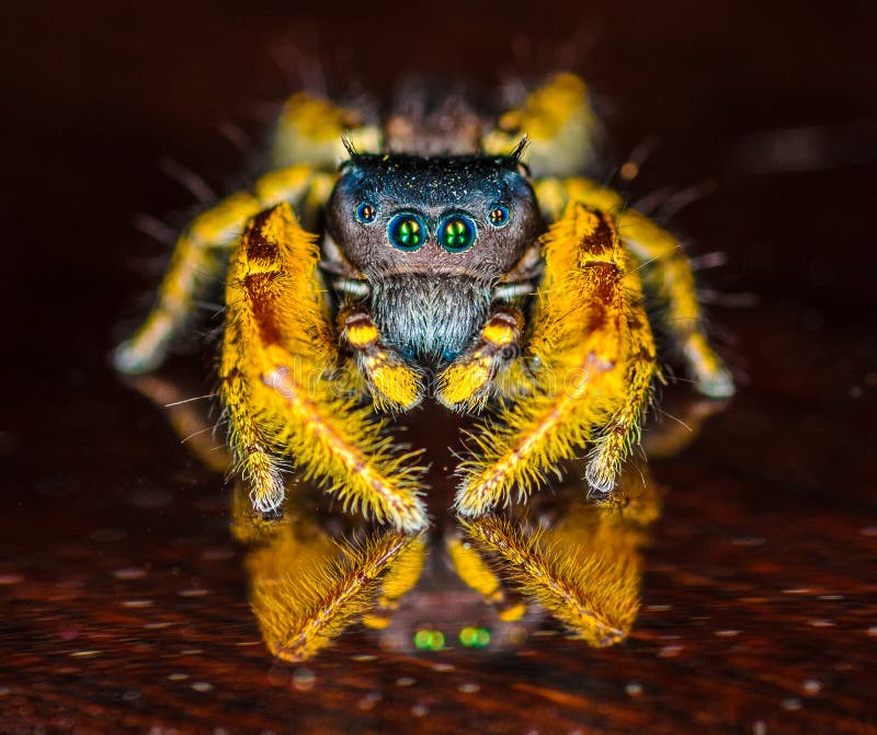 Ingrandimento Estremo - Struttura Della Pelle Del Ragno Del Granchio ...