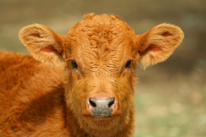 Piccola mucca II immagine stock. Immagine di campagna - 1326415