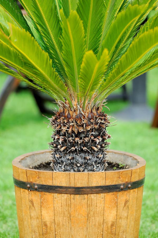 Piccola palma immagine stock. Immagine di foglio, botanica - 57177507