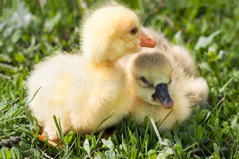 immagini di riserva di Piccola Papera - la sovranità di download 316 ...