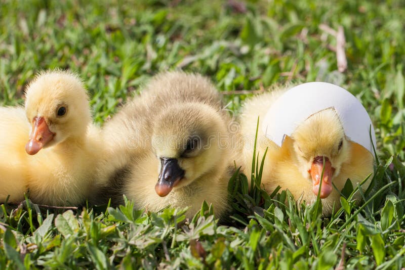 immagini di riserva di Piccola Papera - la sovranità di download 316 ...