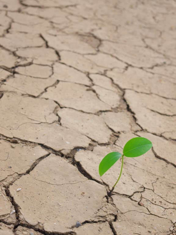 Piccola Pianta in Terra Screpolata Immagine Stock - Immagine di singolo ...