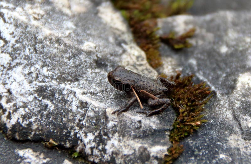 Piccola rana nera immagine stock. Immagine di dolomite - 99229993