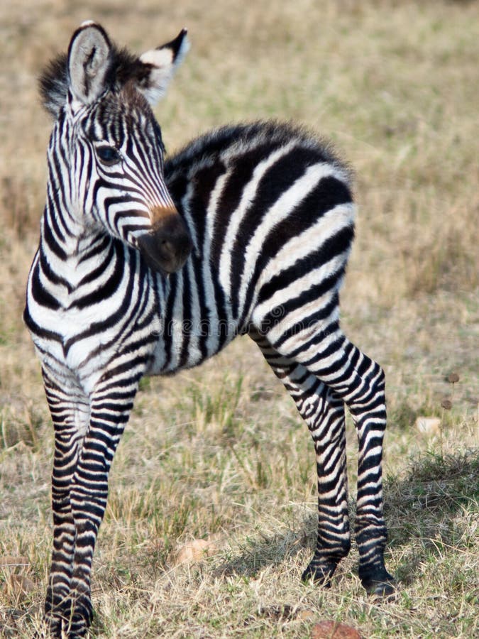 Piccola Zebra Che Sta Sull'erba Immagine Stock - Immagine di ...