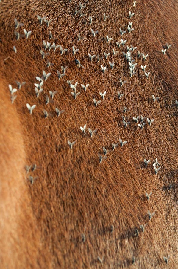 Piccole Mosche Sulla Linea Sottile Fotografia Stock - Immagine di ...