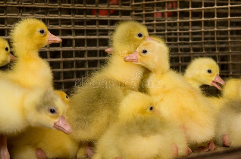 Papere in gabbia immagine stock. Immagine di papera, penna - 19389033