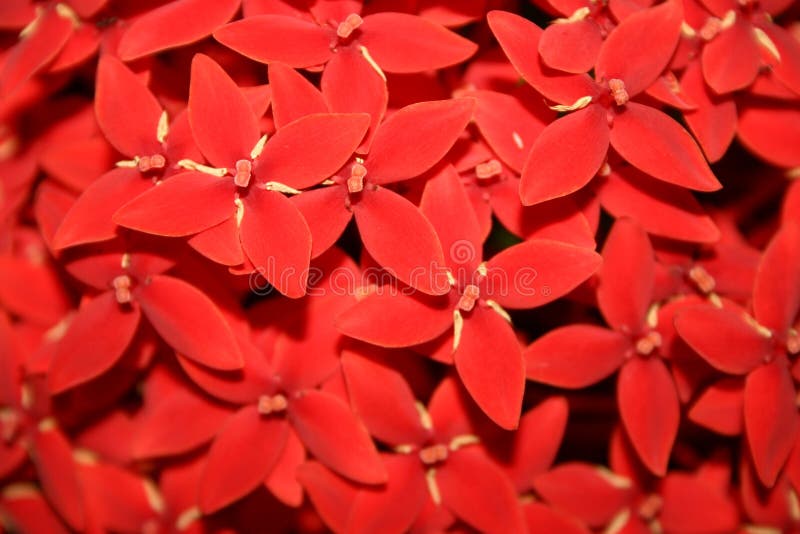 PICCOLI FIORI ROSSI immagine stock. Immagine di queensland - 791731