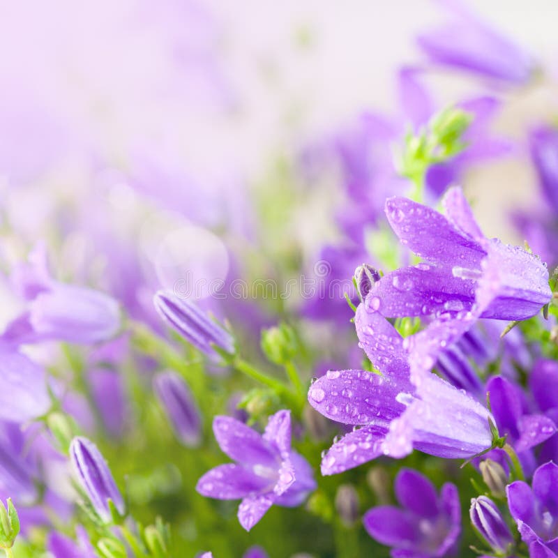 Piccoli Fiori Viola Del Campanula Immagine Stock - Immagine di macro ...