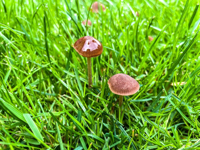 Due funghi nel prato fotografia stock. Immagine di pioggia - 146293966