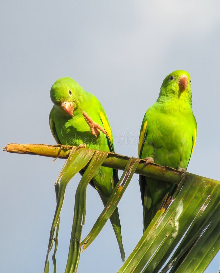Piccoli pappagalli verdi immagine stock. Immagine di amazzone - 92810421