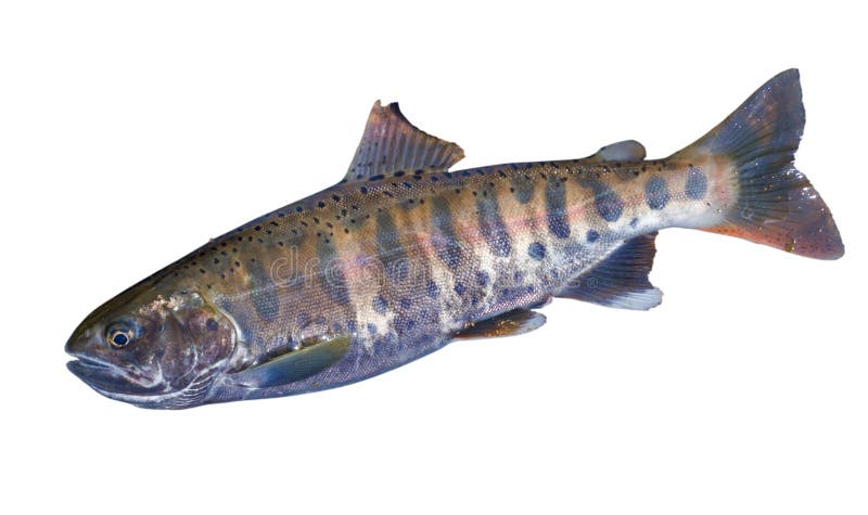 Salmone piccolo 1 fotografia stock. Immagine di piccolo - 16452478