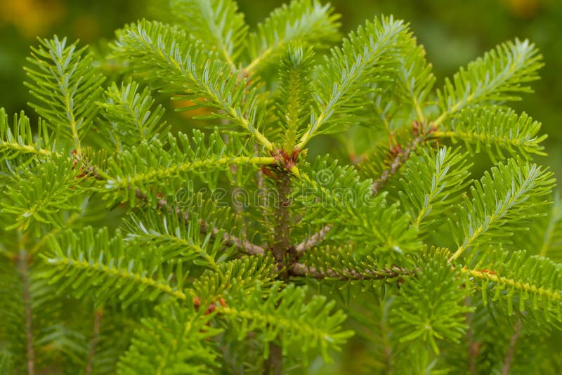 Piccolo Abies Sempreverde Dell'albero in Giardino Immagine Stock ...
