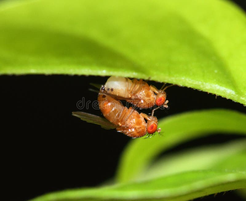 Piccole Mosche Sulla Linea Sottile Fotografia Stock - Immagine di ...