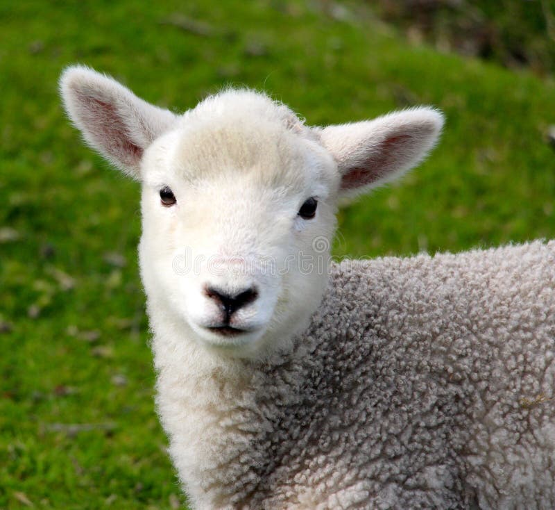 Piccolo agnello solo fotografia stock. Immagine di granaio - 45482130