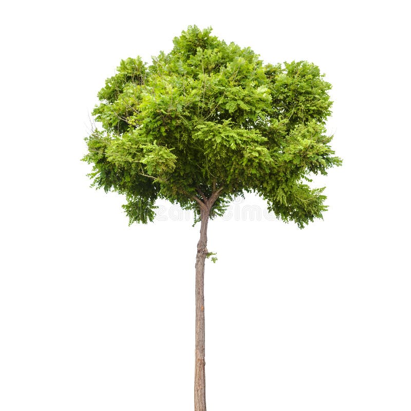 Piccolo Albero Verde Isolato Su Bianco Immagine Stock - Immagine di ...