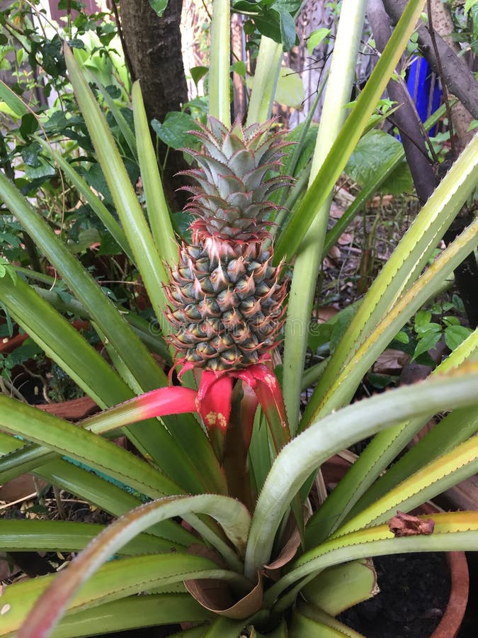Piccoli Frutti Di Ananas In Una Pianta Tropicale Interna Di Vaso Di ...