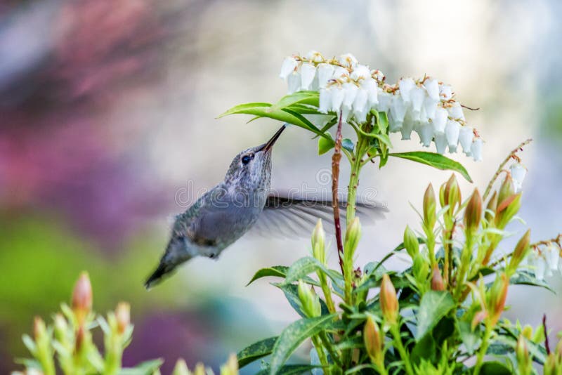 Piccolo Ape-colibrì Dell'uccello Fotografia Stock - Immagine di natura ...