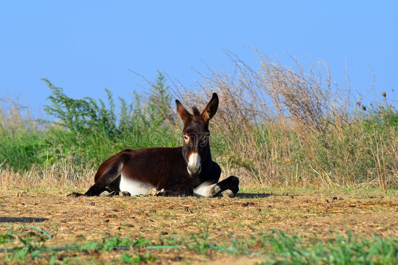 Membro Domestico Asino Marrone Divertente Della Famiglia Del Cavallo ...