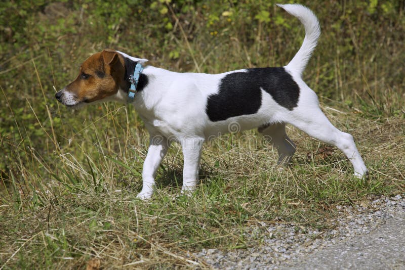 Piccolo cane fotografia stock. Immagine di formato, cane - 33662746