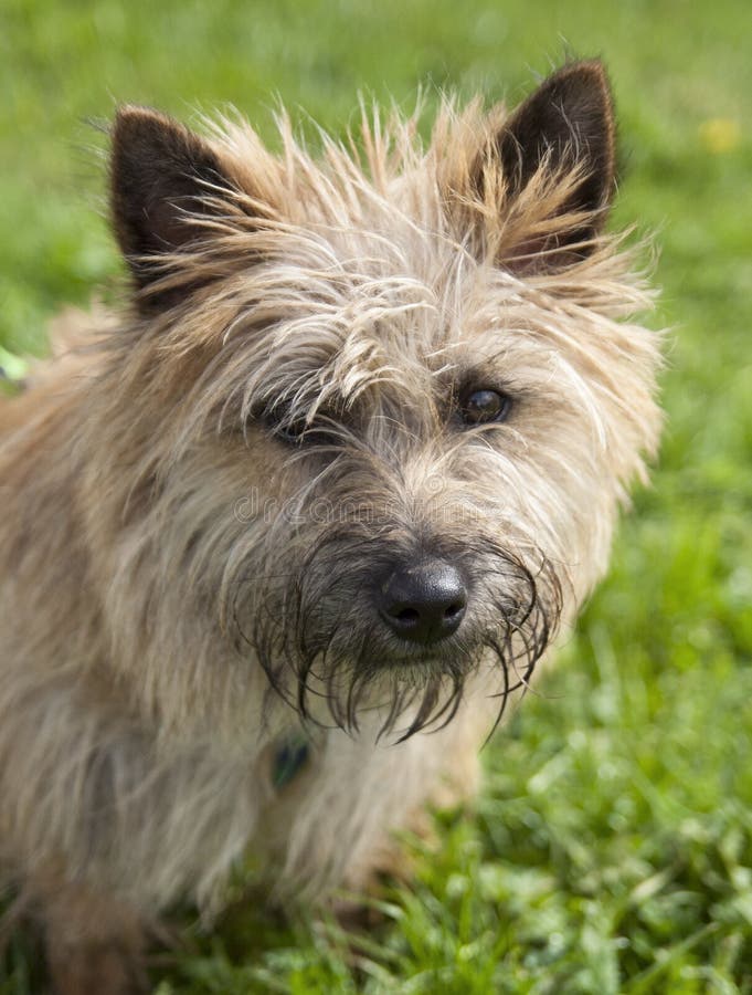 Piccolo Cane Marrone Trasandato Del Terrier Fotografia Stock - Immagine ...