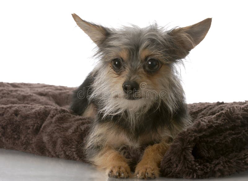 Piccolo Cane Mixed Della Razza Fotografia Stock - Immagine di nazionale ...