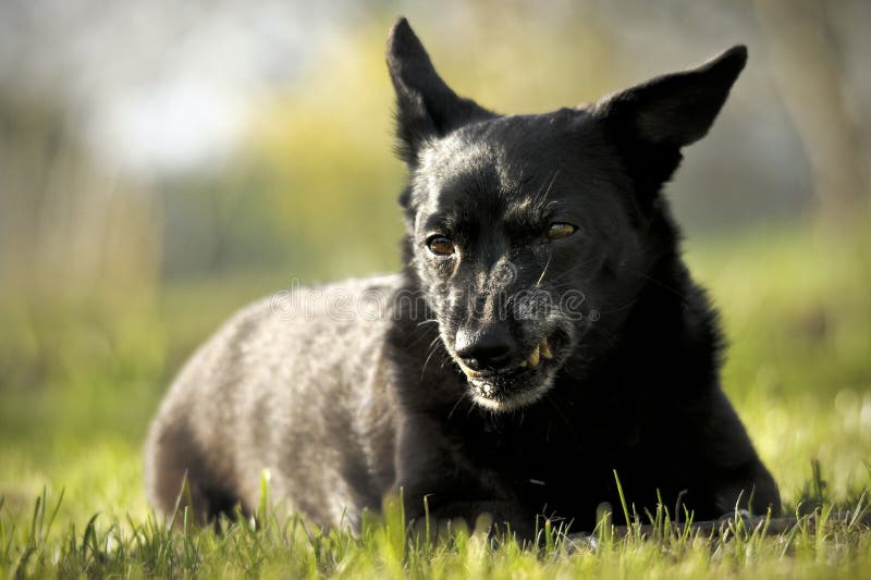 Piccolo cane nero fotografia stock. Immagine di cani - 44252696