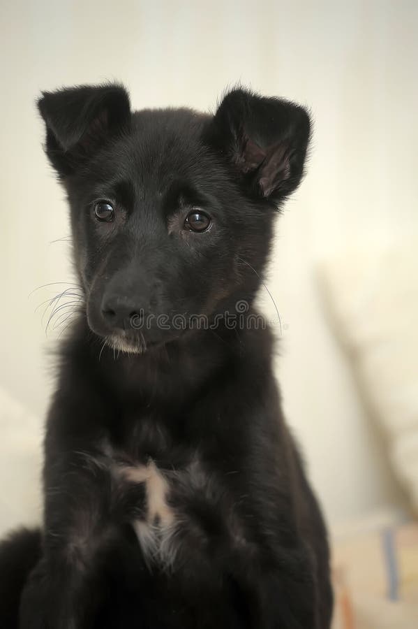 Piccolo Cane Nero Del Cucciolo Fotografia Stock - Immagine di canino ...