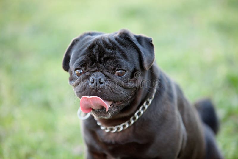 Piccolo Cane Nero Nel Parco Fotografia Stock - Immagine di osservare ...