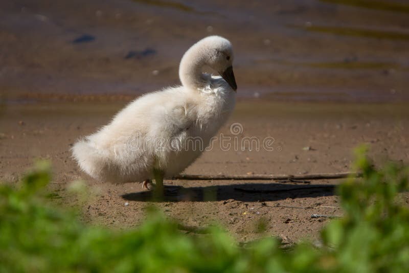 Piccolo cigno immagine stock. Immagine di parco, animale - 58415115