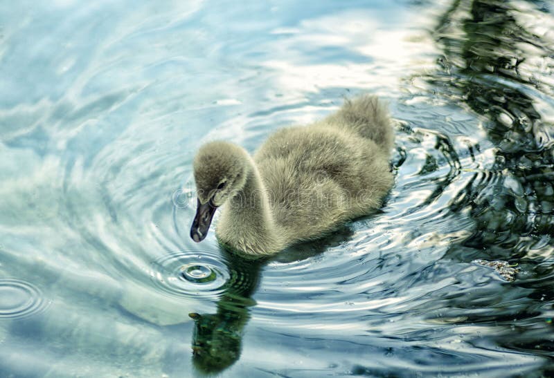 Il Pulcino Sveglio Sul Retro Del Cigno Fotografia Stock - Immagine di ...
