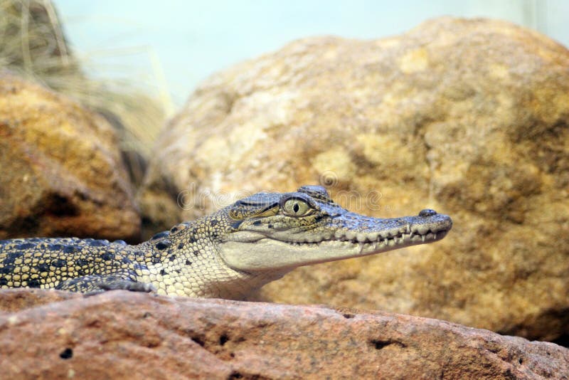 Coccodrillo Sorridente Isolato Immagine Stock - Immagine di particolare ...