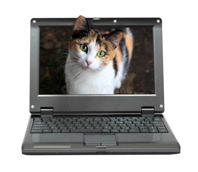 Piccolo Computer Portatile Con Il Gatto Fotografia Stock - Immagine di ...