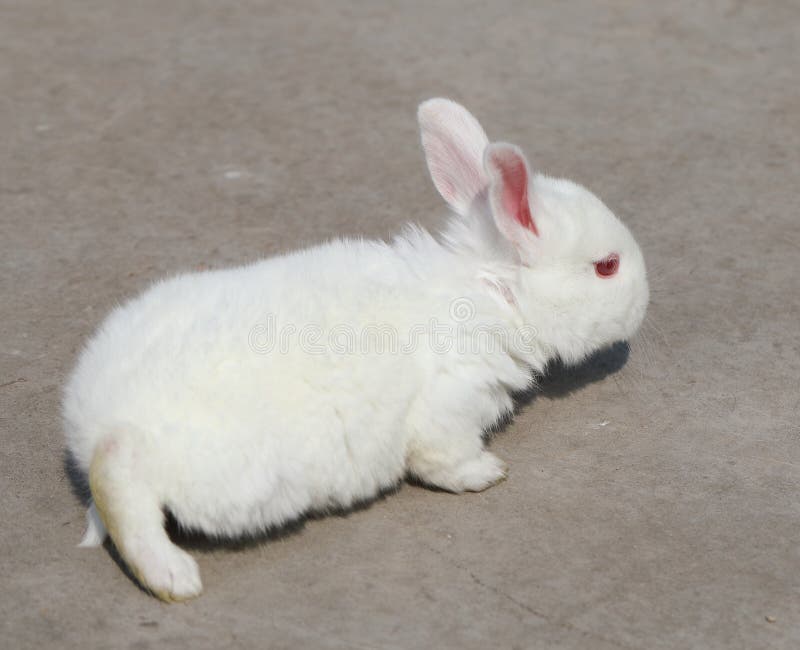 Piccolo coniglio bianco fotografia stock. Immagine di animale - 103109760