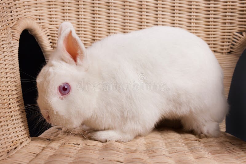 Piccolo coniglio bianco fotografia stock. Immagine di fotographia ...