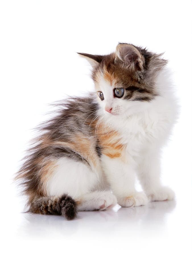 Di Gatto Colorato Multi Con Gli Occhi Gialli Immagine Stock - Immagine ...