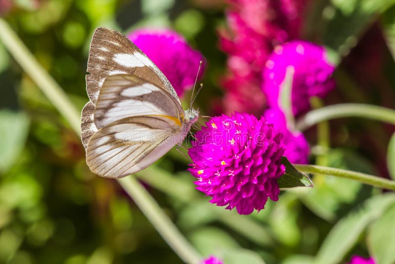 Farfalla sul fiore viola immagine stock. Immagine di colorful - 62665889