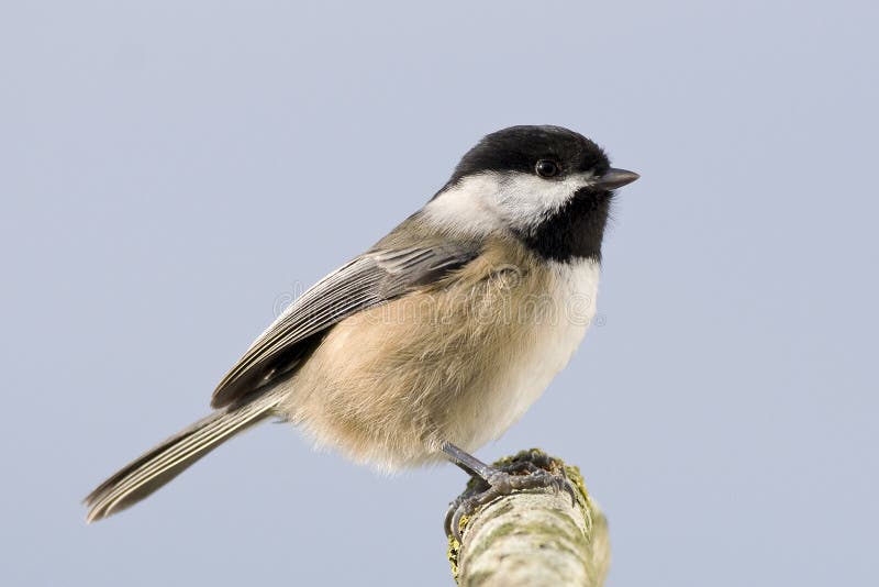 Piccolo Filiale Appollaiata Dell'uccello Profilo Immagine Stock ...