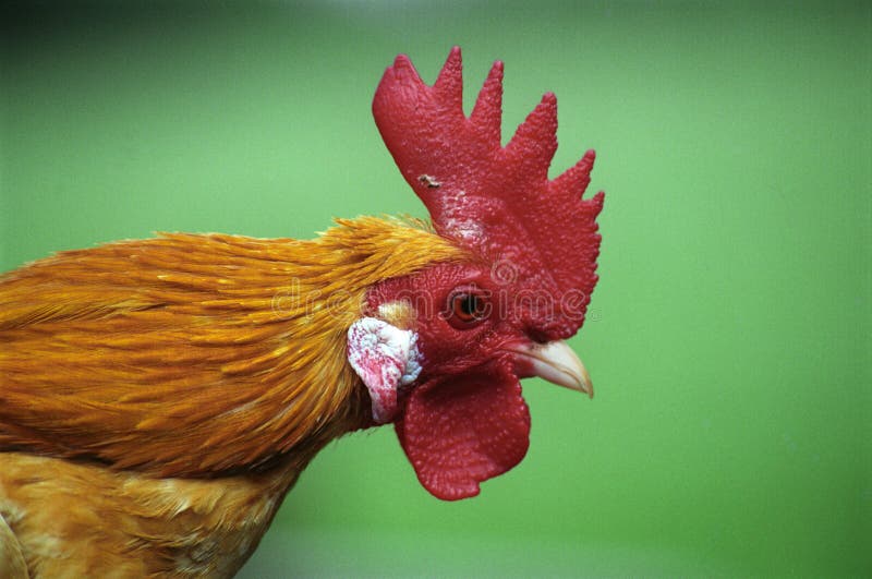 Piccolo gallo rosso immagine stock. Immagine di pettine - 919929