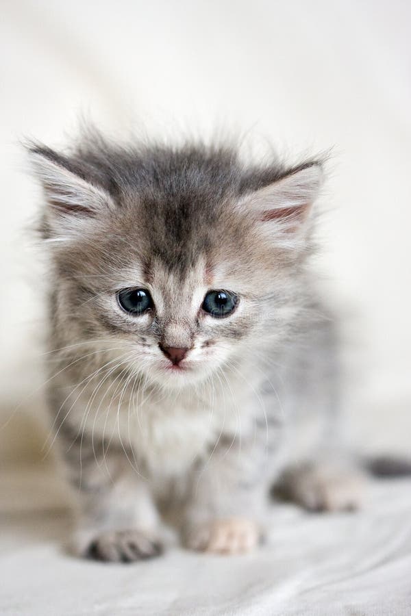 Piccolo gattino fotografia stock. Immagine di animale - 7149568