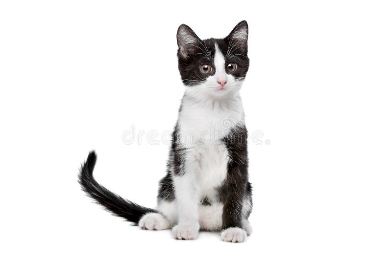 Cane in Bianco E Nero O Landseer Di Terranova Fotografia Stock ...